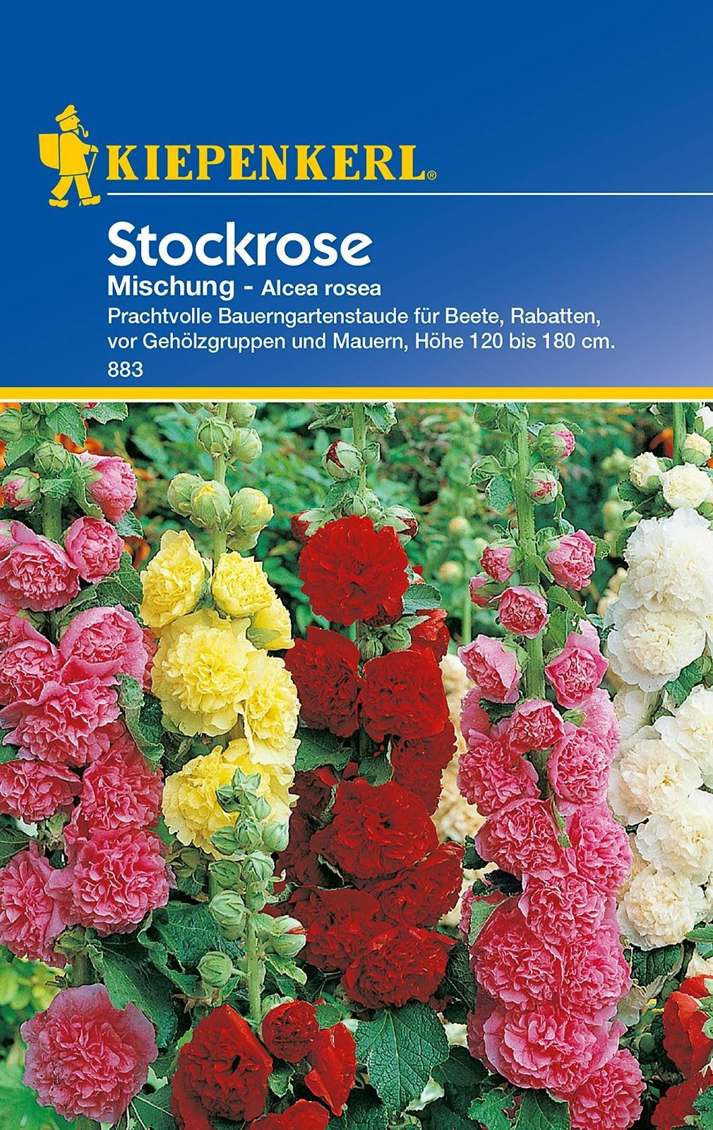Stokroser flerårig 30 planter - Buket-haveblomster - Blomsterblandinger