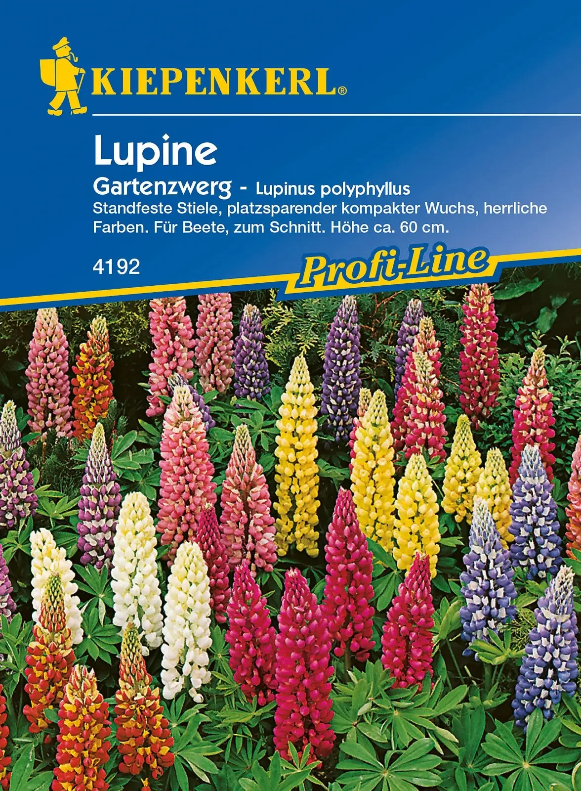 Lupin mix flerårig højde 60 cm 20 planter - Buket-haveblomster ...