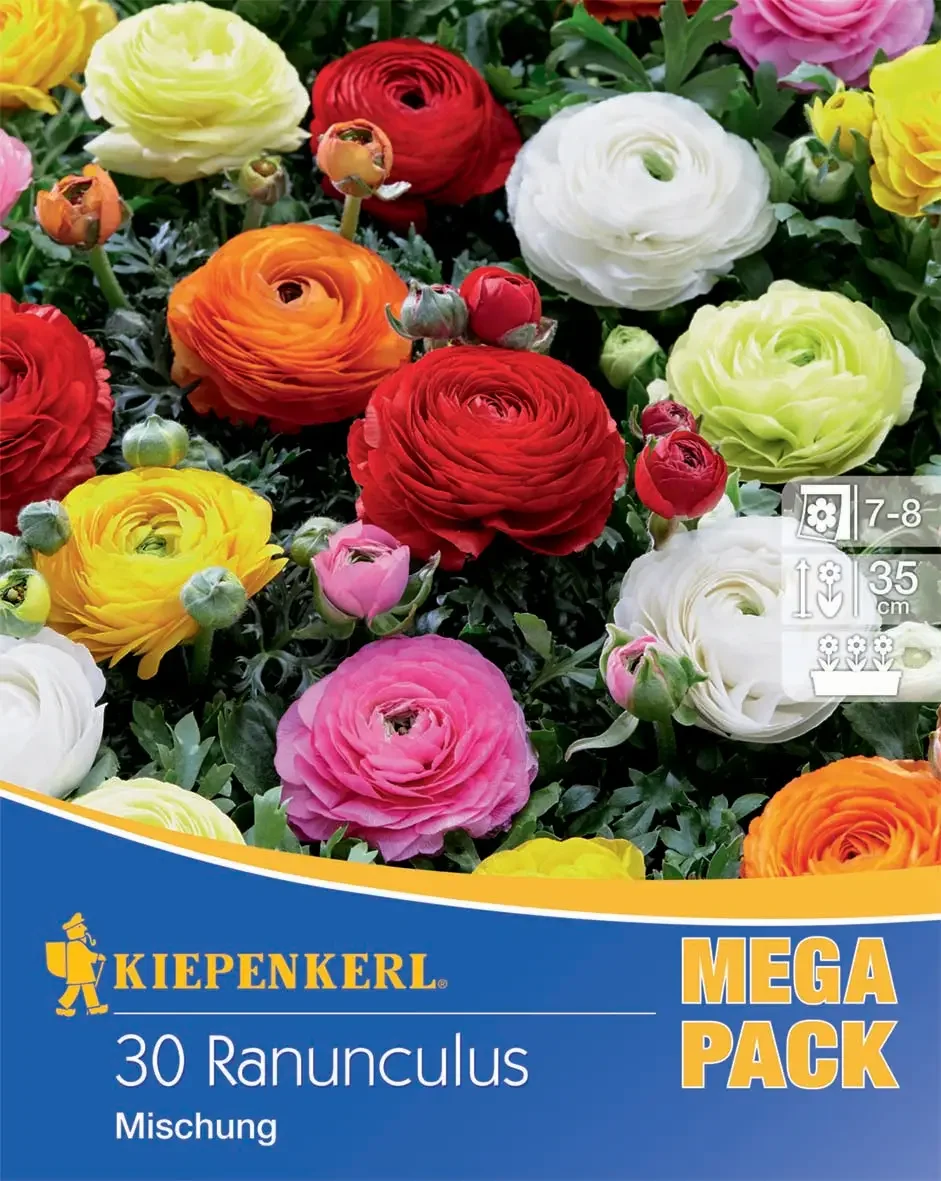 Ranunkel Blanding 30 stk. - Blomsterløg - Blomsterblandinger